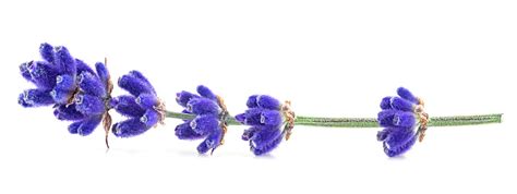 흰색 배경에 고립 된 라벤더 꽃의 신선한 가지 대체 의학 및 아로마 테라피 스파 개념 0명에 대한 스톡 사진 및 기타 이미지 0명 가꿔주기 꽃 나무 Istock