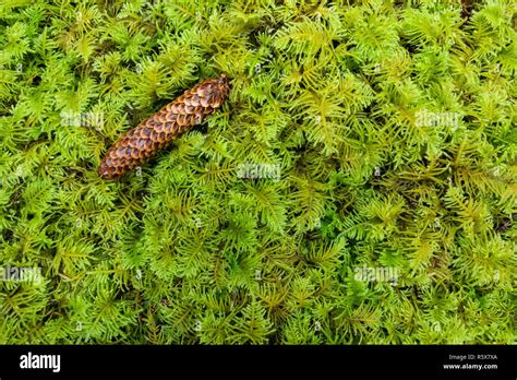 Hemlock Pine Hi Res Stock Photography And Images Alamy