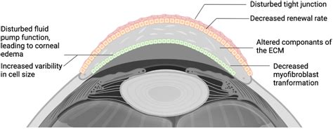 A Summary Of Hypoxia Effects On Cornea Hypoxia Exposure Affects Each