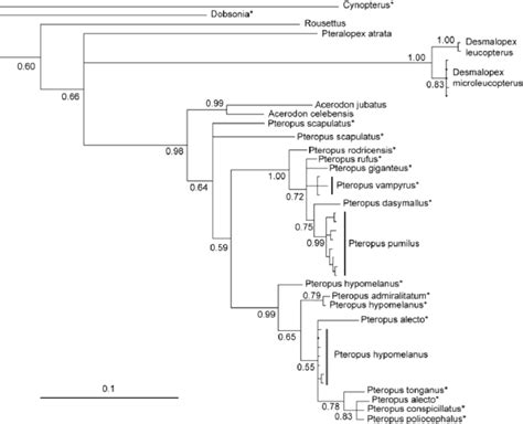 Majority Rule Consensus Tree Resulting From A Partitioned Bayesian