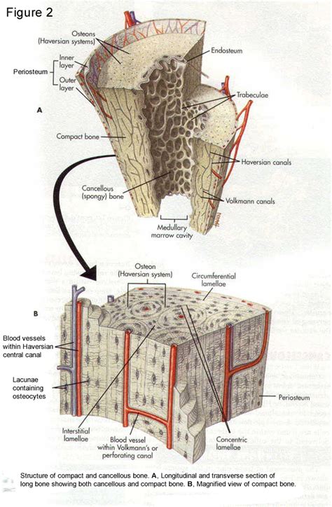 describe the composition of bone matrix