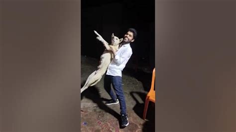 Yeda Yung trends reels #trending #trends #shorts #viral #shorts #yedayung #song #new #dogs - YouTube