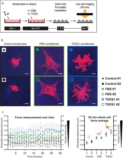 Dynamic Traction Force Measurements In Native Fbs And Tgfβ1 Download Scientific Diagram