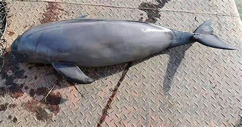 멸종위기 양쯔강 상괭이 사체 발견 누가 죽음을 은폐하려 했나