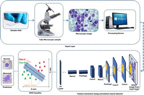 medical image diagnosis in leukemia