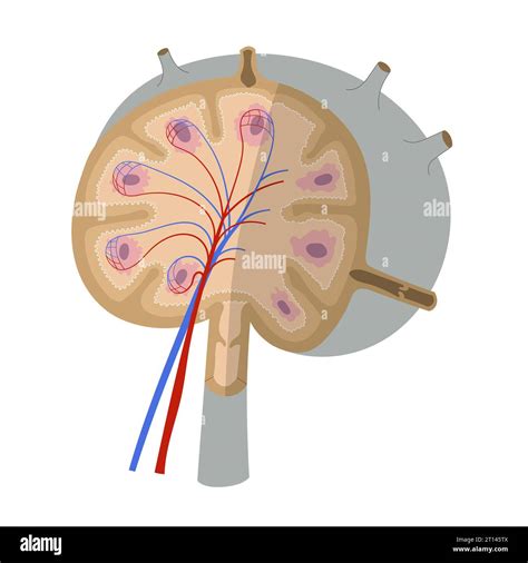 Anatomy Of A Lymph Node Simplified Scheme Showing External And Internal Structure Stock Vector