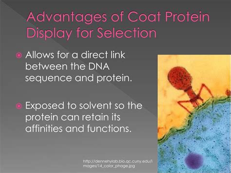 Ppt Phage Display Powerpoint Presentation Free Download Id6661986