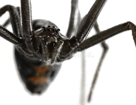 Black Widow Spider Fangs