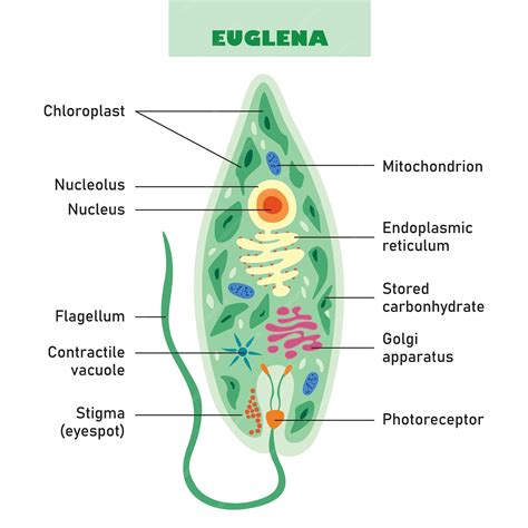 Premium Vector The Biological Structure Of Euglena