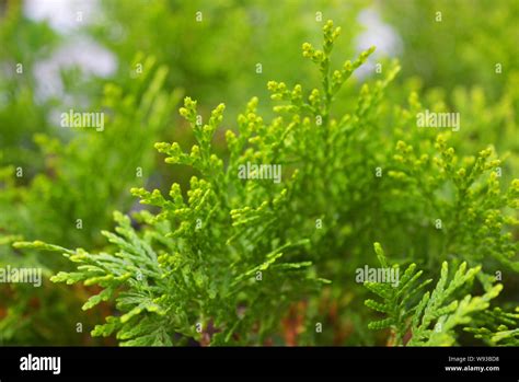Small Thuja Seedlings Western Aurea Nana Unusual Delicate Green