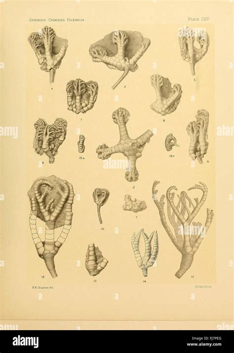 The Crinoidea Flexibilia Crinoidea Fossil Harvard University Mcz Ernst Mayr Library Stock The Crinoidea Flexibilia Crinoidea Fossil Harvard University Mcz Ernst Mayr Library Stock