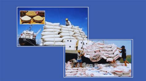 កម្ពុជា នាំចេញអង្ករទទួលបានទឹកប្រាក់ជាង ៣២លានដុល្លារ ខណៈ ស្រូវទទួលបានជាង ១៨៤លាន ដើមឆ្នាំ២០២៤