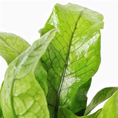 Microsorum Musifolium Crocodylus Fern 12cm Pot Plantsmith Indoor Plants Melbourne