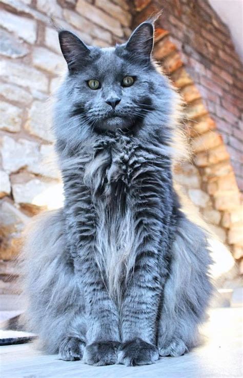 Maine Coon Colors Theres 75 Lais Lair