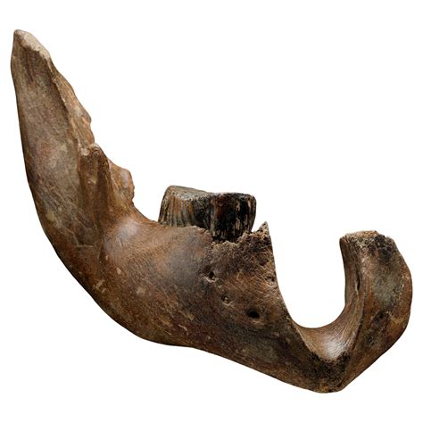 Juvenile Mammoth Jaw Fossil With Molar For Sale At 1stdibs Mammoth Tusk Fossil Woolly Mammoth