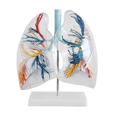 Buy 2X D Transparent Human Lung Model Anatomical Model Transparent Lung