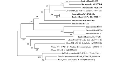 16s rrna gene sequence phylogenetic tree assigned by the silva
