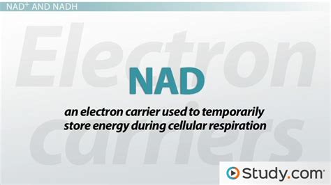 Electron Carriers In Cellular Respiration Overview And Examples
