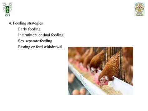 Management Of Heat Stress In Poultrypptx