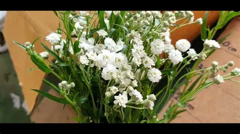 화이트캔디 생화 생화택배 생화도매 인터넷꽃시장 인터넷꽃도매 장미대량구매 꽃 꽃종류 꽃다발 꽃도매 꽃시장 부산꽃시장 김해꽃시장 꽃쇼핑몰 김해꽃 부산꽃 꽃싸게사는법 Youtube