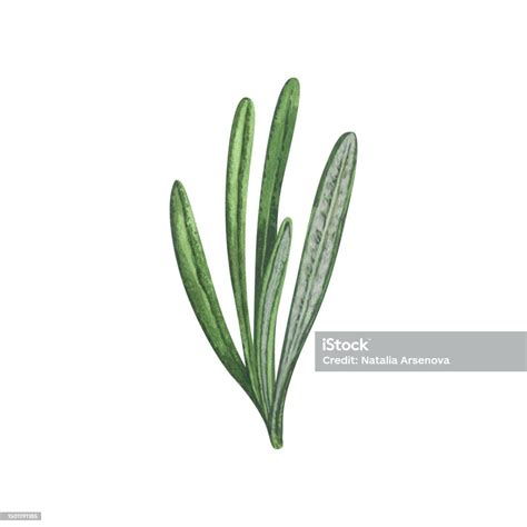 수채화 로즈마리 나뭇가지와 나뭇잎 손으로 그린 그림은 흰색 배경에 분리되어 있습니다 메뉴 카페 레스토랑 레시피 북 요리에 딱