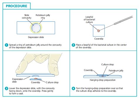 Motility Test By Using Hanging Drop Method Explained