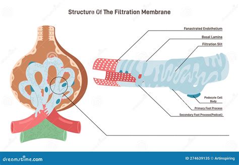 Filtration Membrane In The Nephron At Tiffany Mora Blog