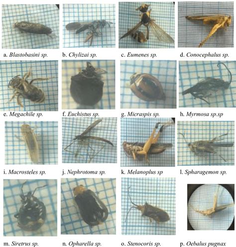 Insect Samples Found In Fields With A Local Variety Of Rice Download Scientific Diagram