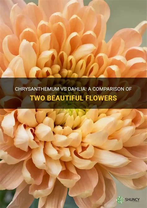 Chrysanthemum Vs Dahlia A Comparison Of Two Beautiful Flowers ShunCy