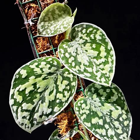 Plant Faqs Cassia Fistula Golden Shower Tree