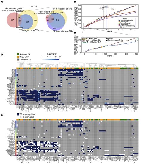 Mini Ex Integrative Inference Of Single Cell Gene Regulatory Networks In Plants Molecular Plant
