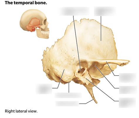 Temporal Bone Diagram Diagram Quizlet