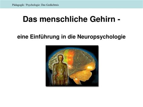 PPT Das menschliche Gehirn eine Einführung in Neuropsychologie PowerPoint Presentation