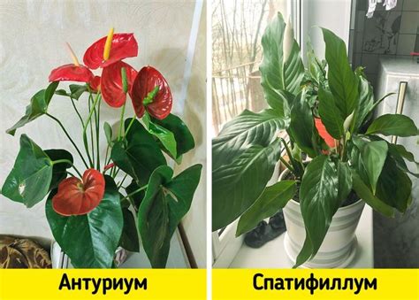 Теневыносливые комнатные растения, которые прекрасно себя чувствуют ...