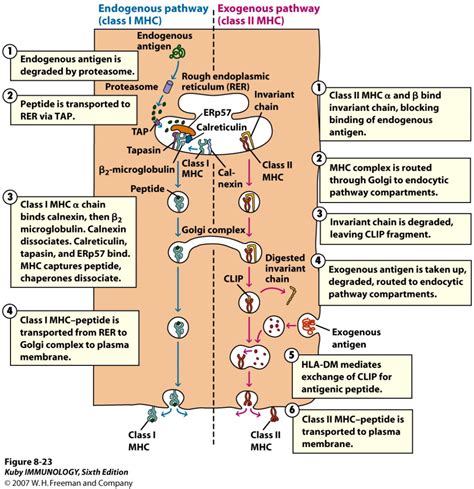Mhc Classe 1 E 2 Diferença Librain