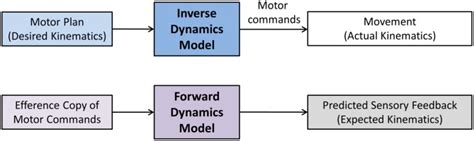 sensorimotor and motor sensory transformations performed by inverse and