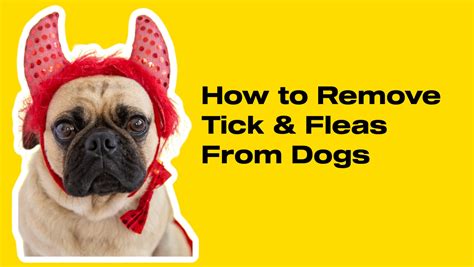 How To Get Rid of Ticks And Fleas On Dogs | Patmypets
