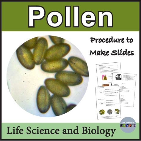 Microscope Activity Worksheet Viewing Plant Pollen Made By Teachers
