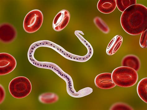 Monocytes Là Gì Những điều Cần Biết Về Bạch Cầu Mono Nhà Thuốc Fpt Long Châu