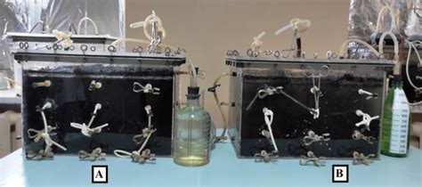 GMP Bioreactor For Environmentally Friendly Decomposition Of Organic Waste BioUkraine