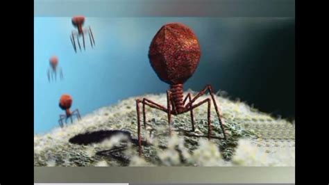 ක්ෂුද්‍ර ජීවීන් ගැන කෙටියෙන් Youtube