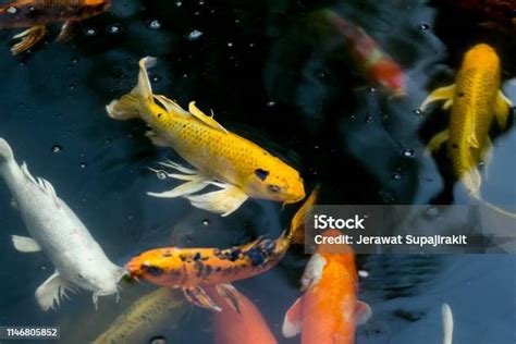 멋진 잉어 연못에서 수영 멋진 Carps 물고기 또는 잉어 연못에서 수영 수영과 공간의 움직임 금붕어에 대한 스톡 사진 및 기타 이미지 Istock