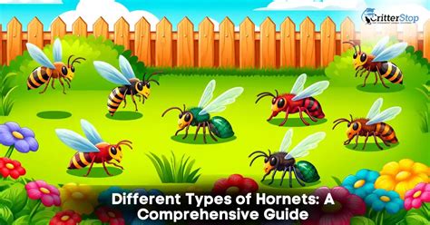 Different Types Of Hornets Critter Stop