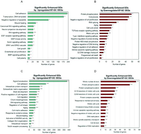 significantly enriched biological processes of bt gc and bt oc degs