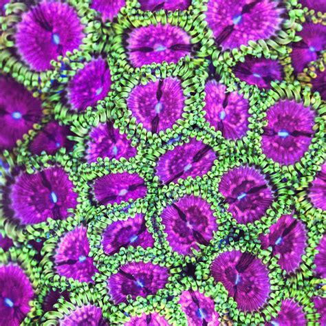 Cs Aquatics Ltd The Uks Coral And Tank Bred Specialists