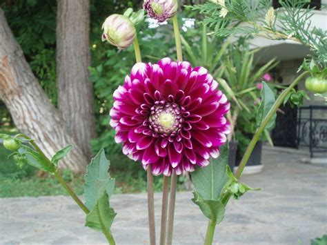 배경 화면 달리아 꽃 새싹 화단 녹색 레인 1600x1200 Wallup 1085221 배경 화면 Wallhere