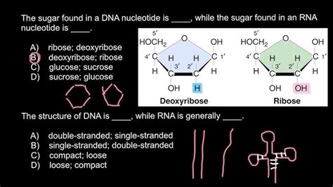 Rna Nukleotiddiagramm