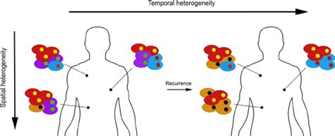 Spatial And Temporal Heterogeneity Heterogeneity May Be Present Within