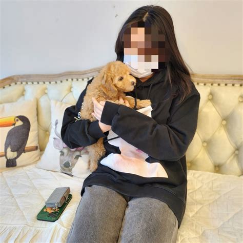 말티푸 솔 말티폼키우는방법 보더콜리키우는방법 프렌치불독키우는방법 빠삐용키우는방법 파피용키우는방법 사모예드키우는방법 스피츠키우는방법 시바견키우는방법 시베리안허스키키우는방법