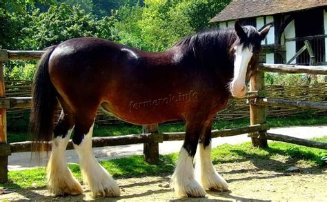 Лошадь Шайр описание породы фото содержание и уход